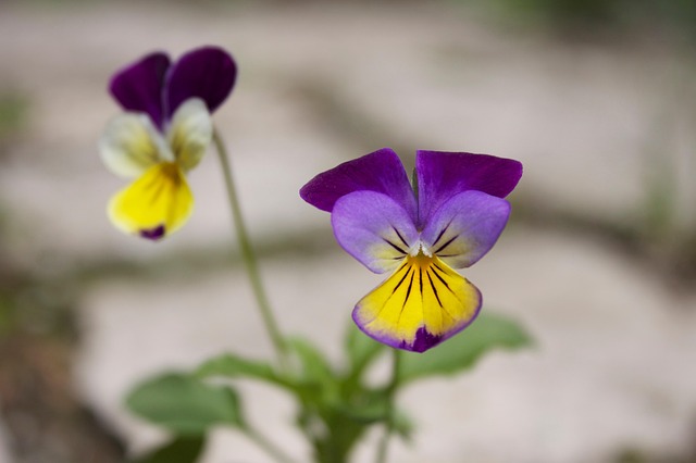 Viola Flower Macro - Free photo on Pixabay