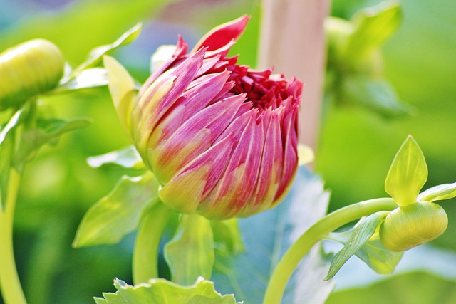 Pink Flower Pakistan - Free photo on Pixabay - Pixabay