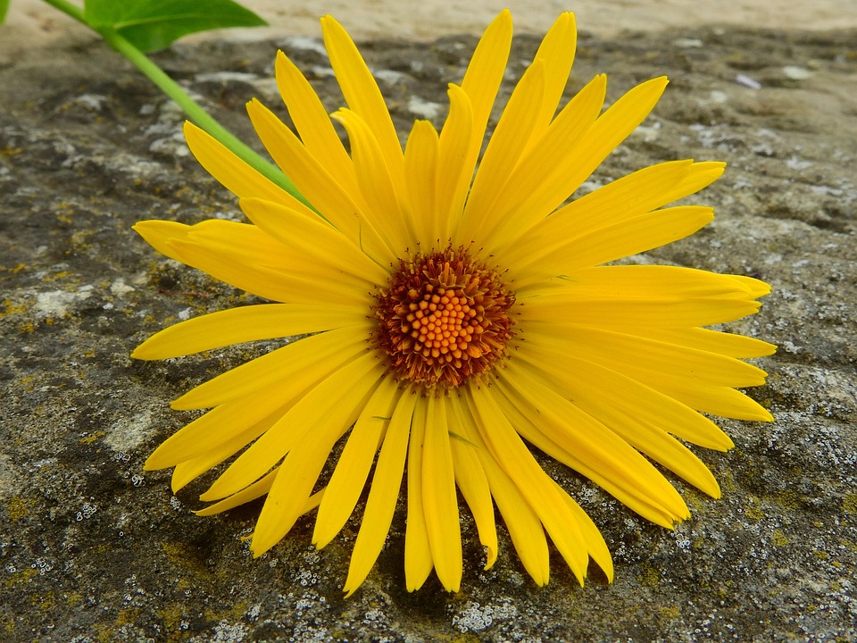 Margarite Fleur Plante - Photo gratuite sur Pixabay - Pixabay
