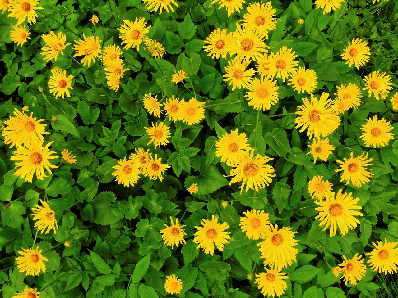 Margarite Flower Blossom - Free photo on Pixabay - Pixabay