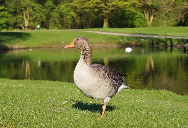 Bird Goose Wild - Free photo on Pixabay