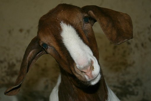 20+ Free Boer Goat & Goat Images