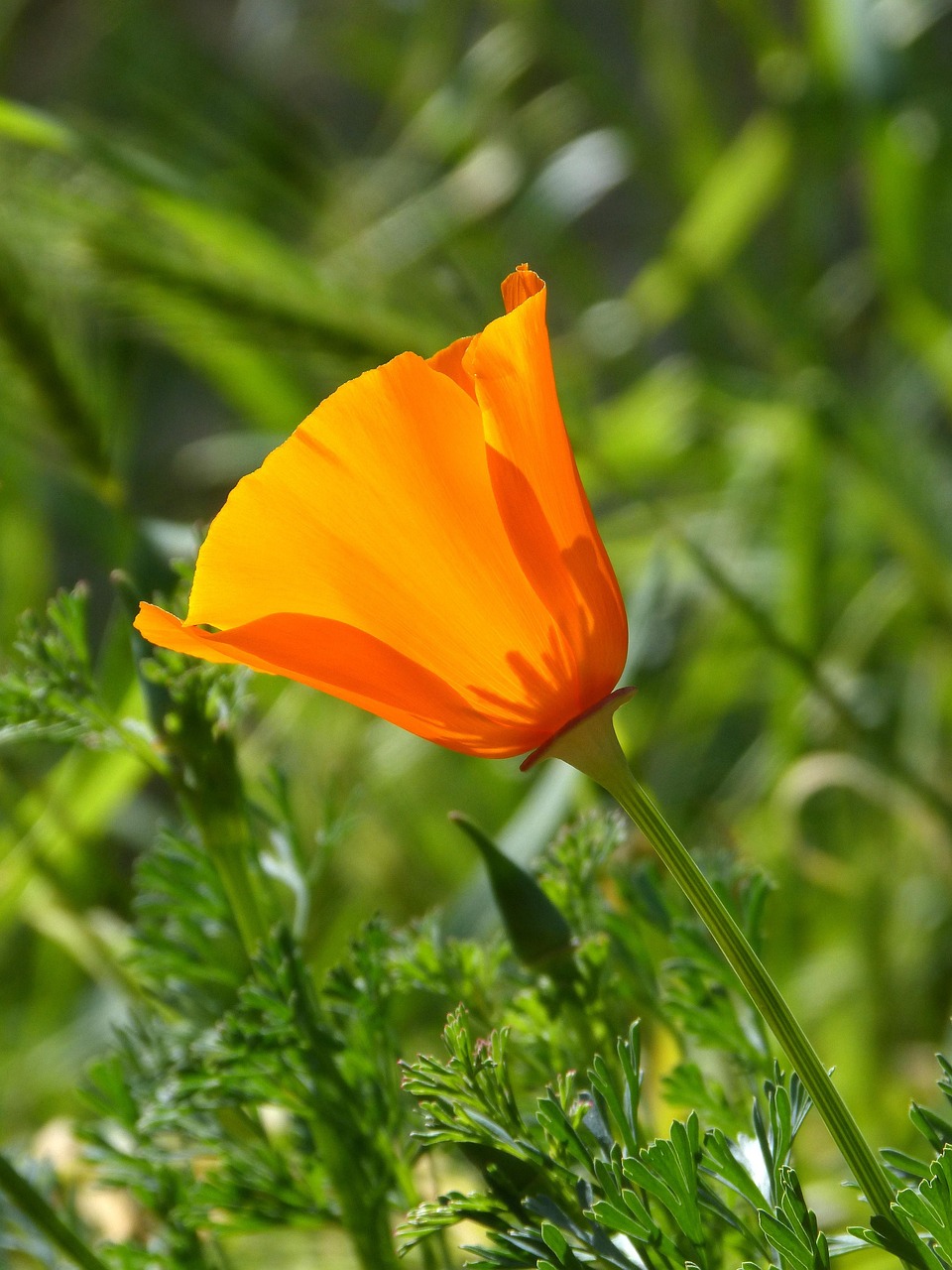 9,000+ Free California Poppies & Nature Images - Pixabay
