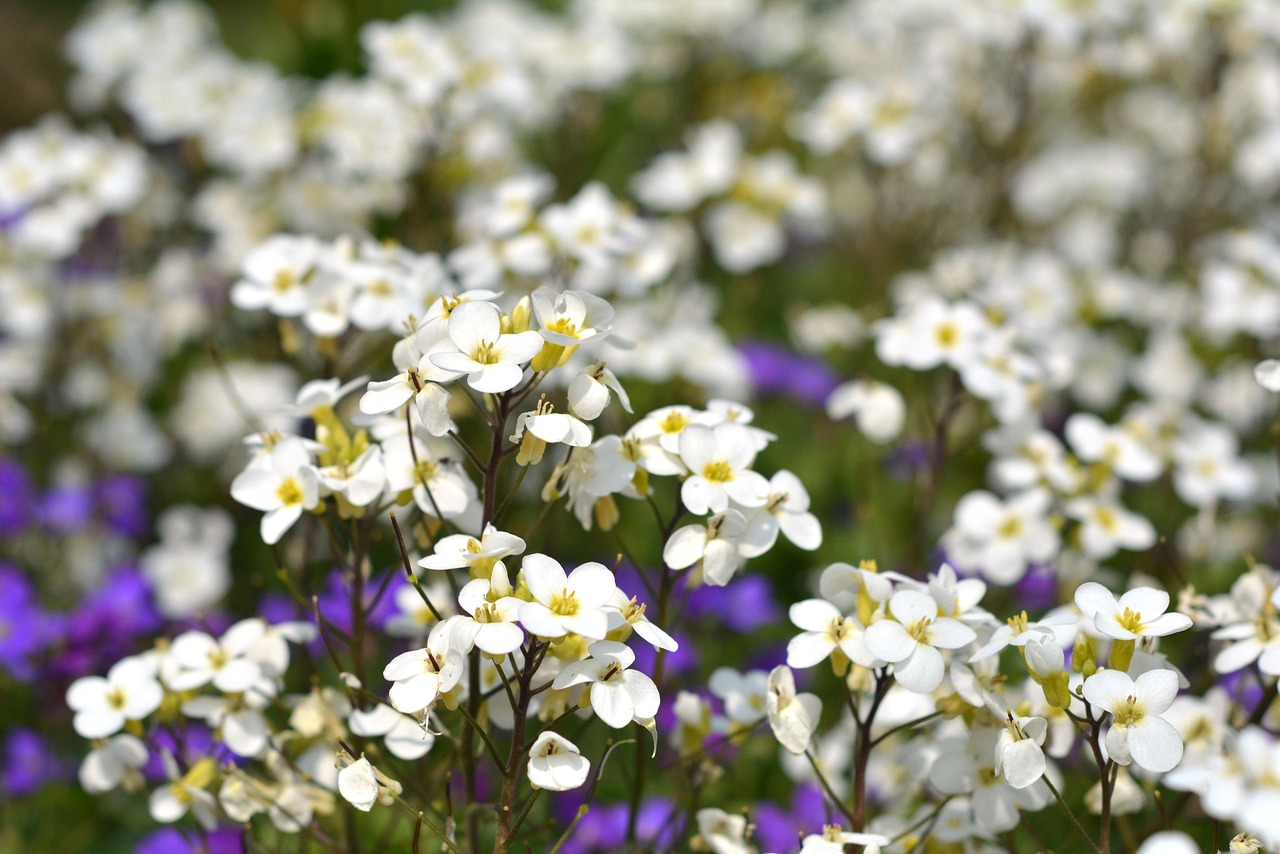 Fleurs Blanc Blanches Le - Photo gratuite sur Pixabay - Pixabay