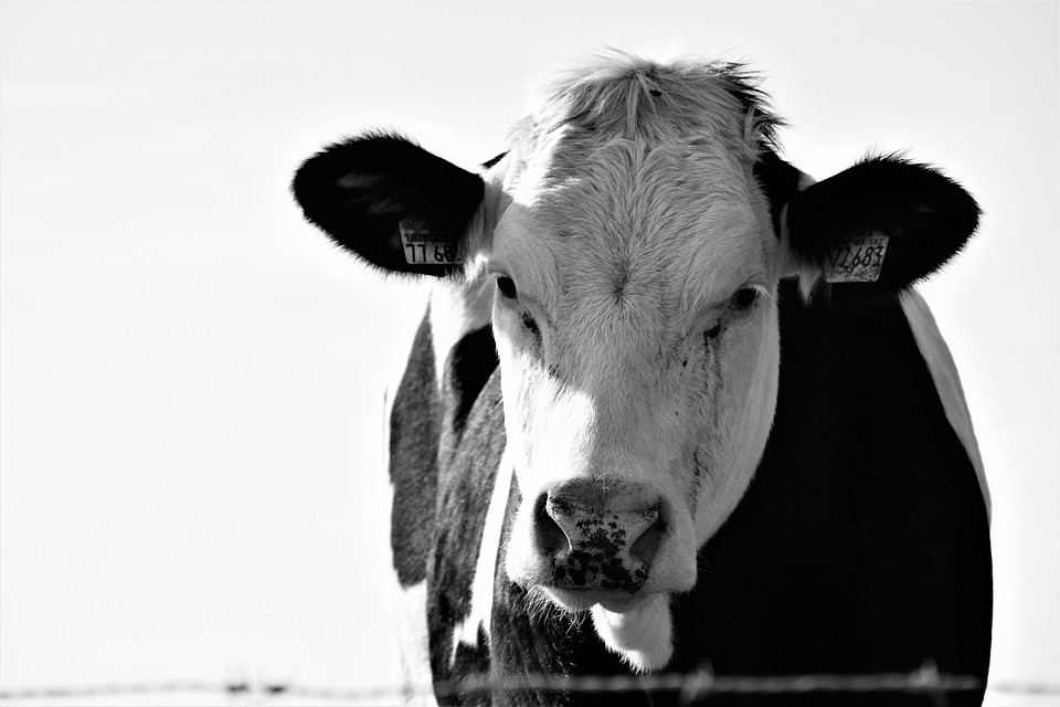 Sapi Padang Rumput Peternakan - Foto gratis di Pixabay