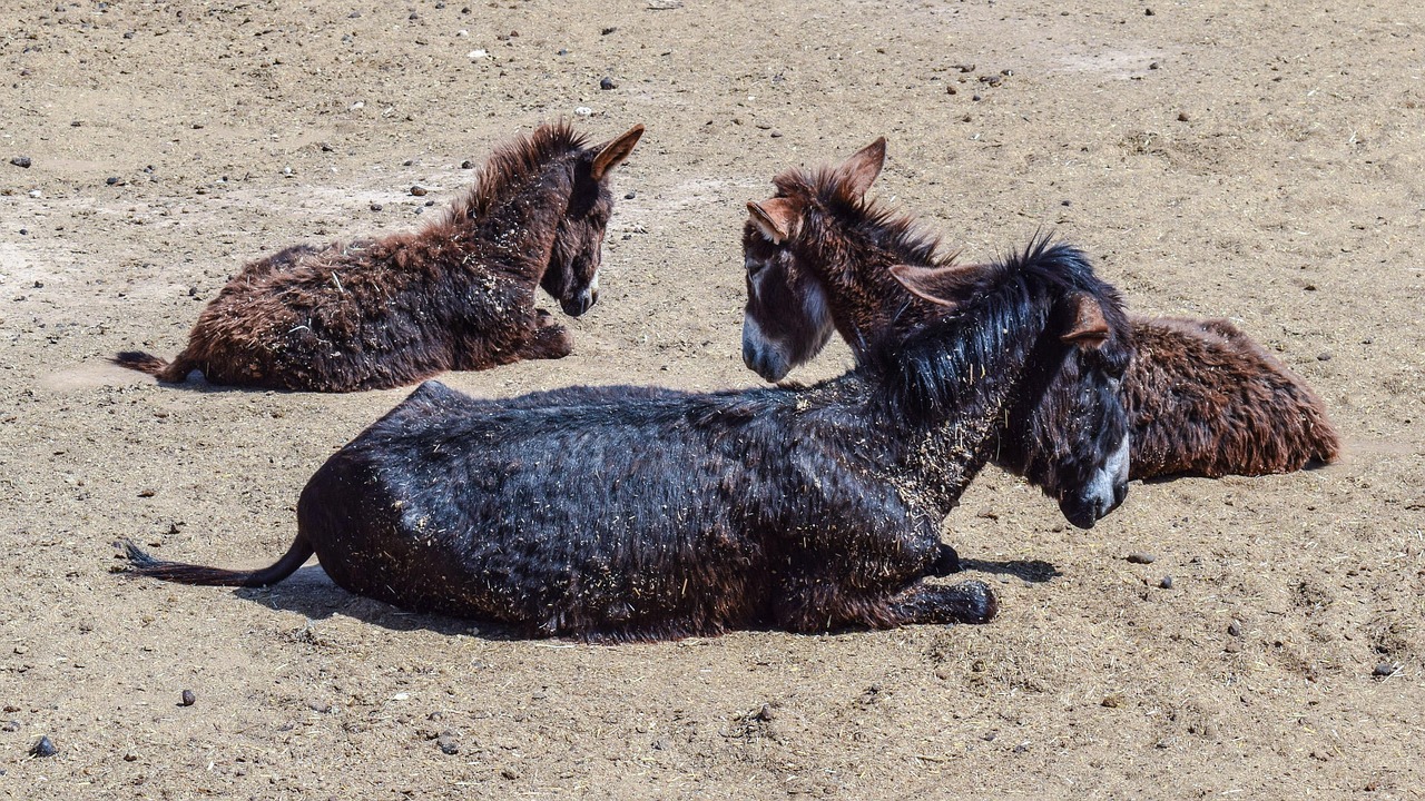 40+ Free Donkey Foal & Donkey Images - Pixabay