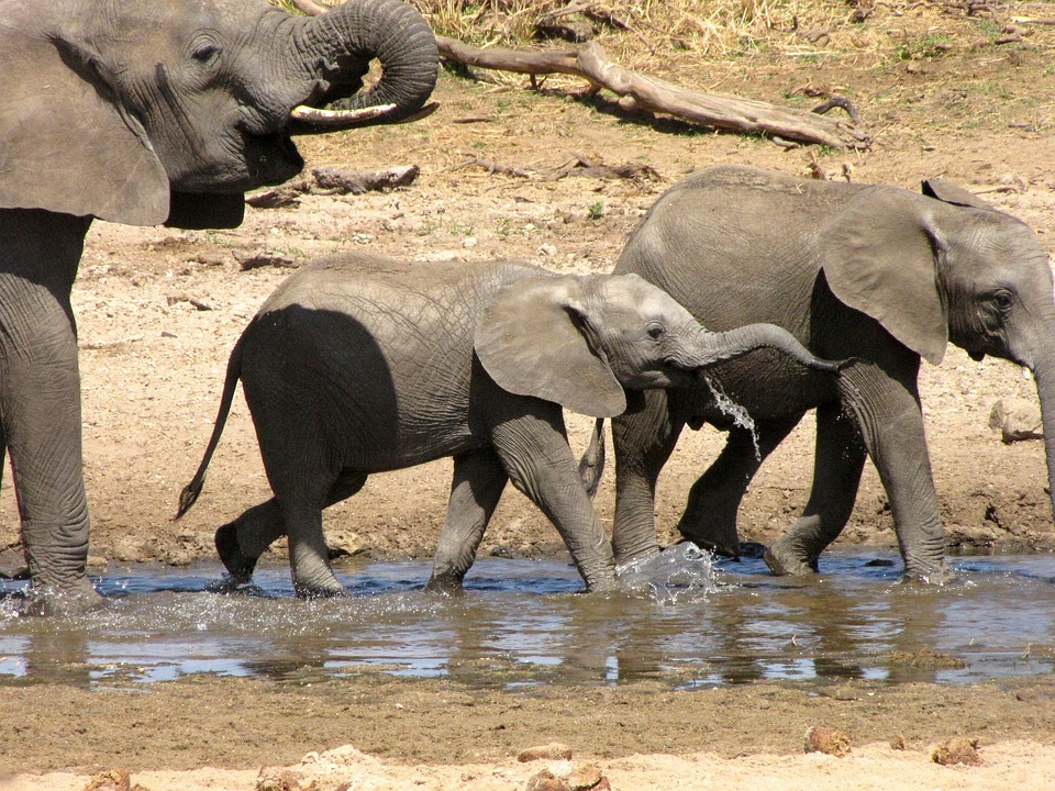 Tanzania Safari Elephant - Free photo on Pixabay - Pixabay