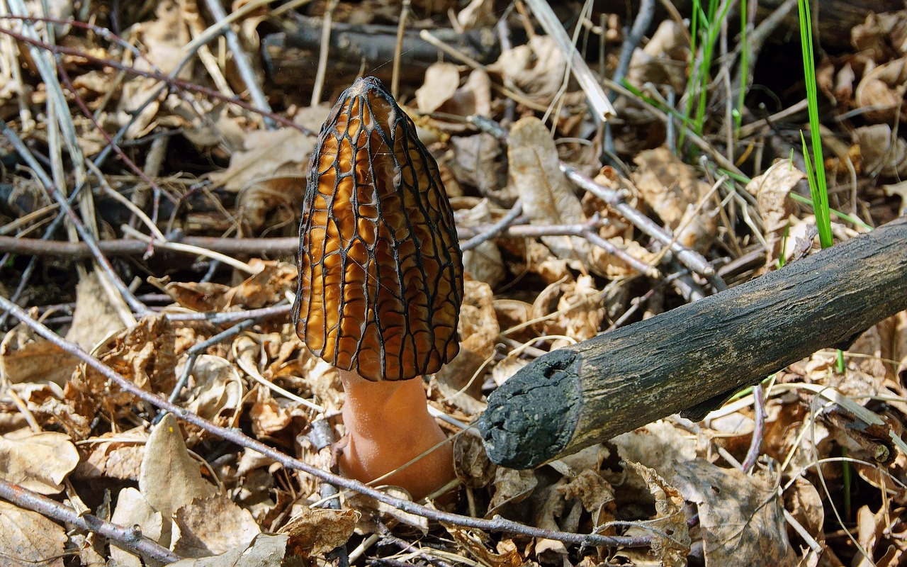 Mushroom Morel - Free photo on Pixabay