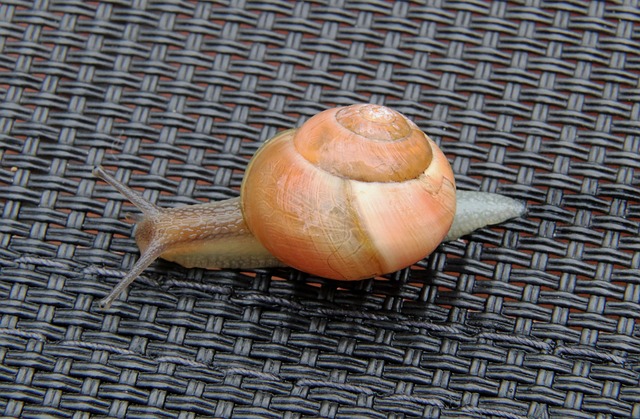 Escargot Coquille Fermer La - Photo gratuite sur Pixabay - Pixabay