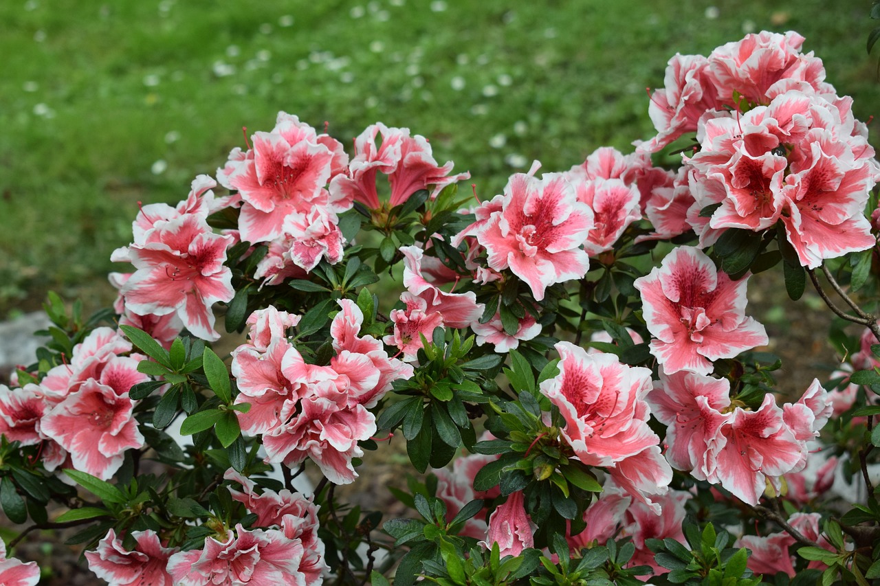 Musim Semi Bunga-Bunga Alam Pink - Foto gratis di Pixabay - Pixabay
