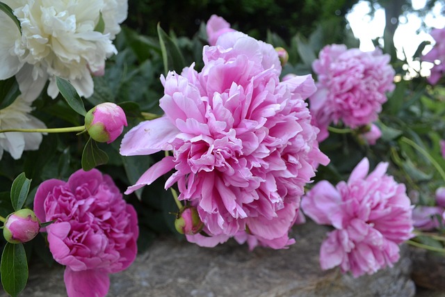 Pfingstrosen Tag Der Erde Blumen - Kostenloses Foto auf Pixabay - Pixabay
