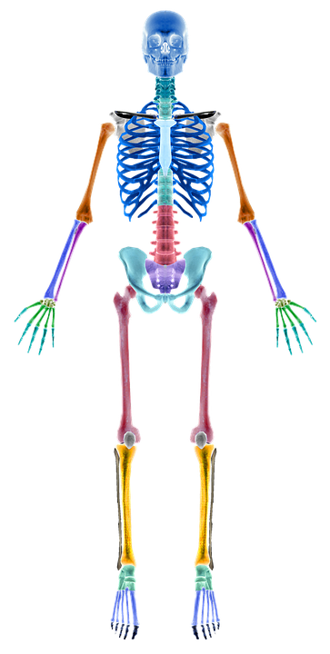 Kostra Kosti - Obrázok zdarma na Pixabay - Pixabay