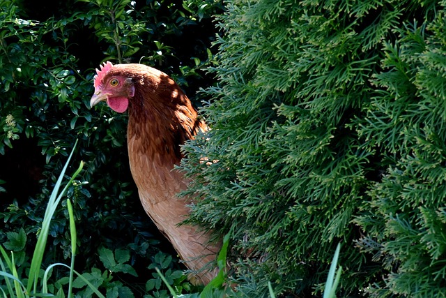 La Poule Poulet Village - Photo gratuite sur Pixabay - Pixabay