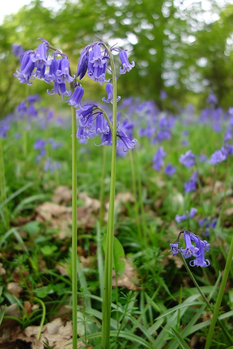 Jacinthe Des Bois Jacinthes - Photo gratuite sur Pixabay - Pixabay