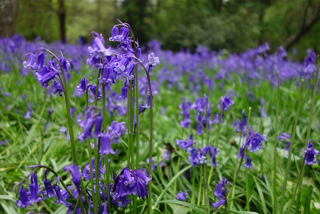 Bluebell Bluebells Winkworth - Free photo on Pixabay - Pixabay
