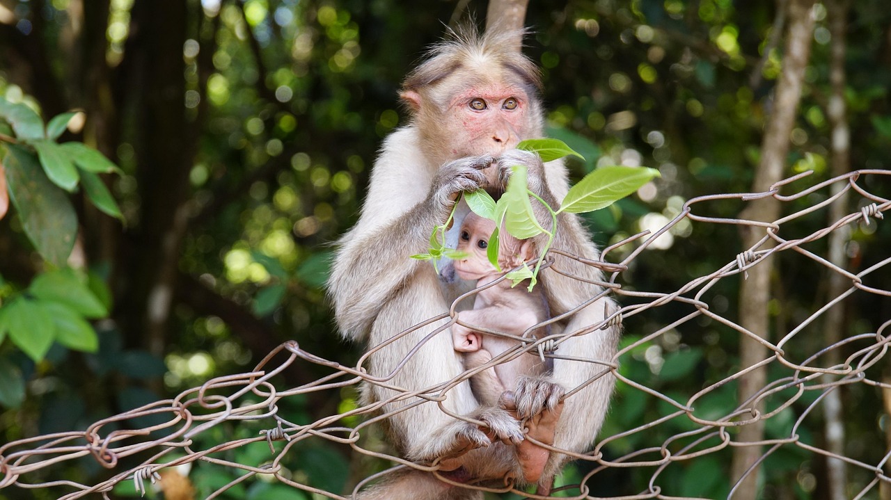 Motherhood Monkey Life Animal - Free photo on Pixabay - Pixabay