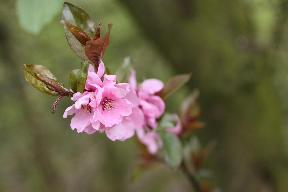 Blossom Bloom Pink - Free photo on Pixabay