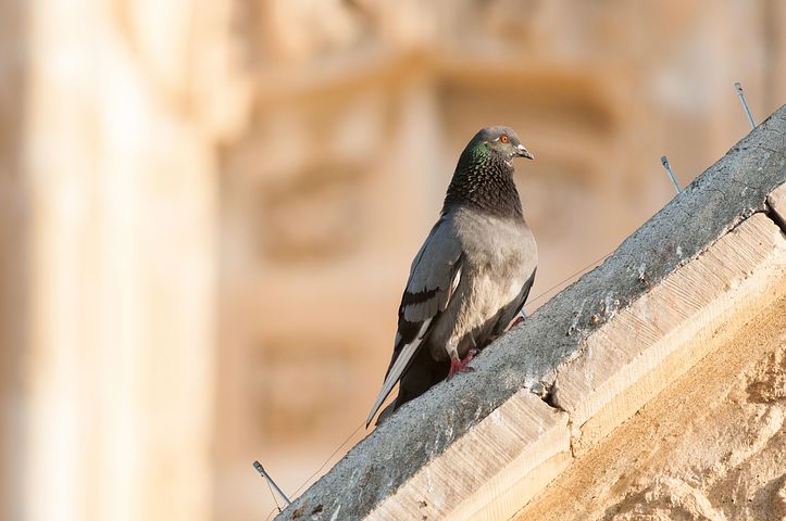 100+ Free Pigeon Building & Building Images - Pixabay