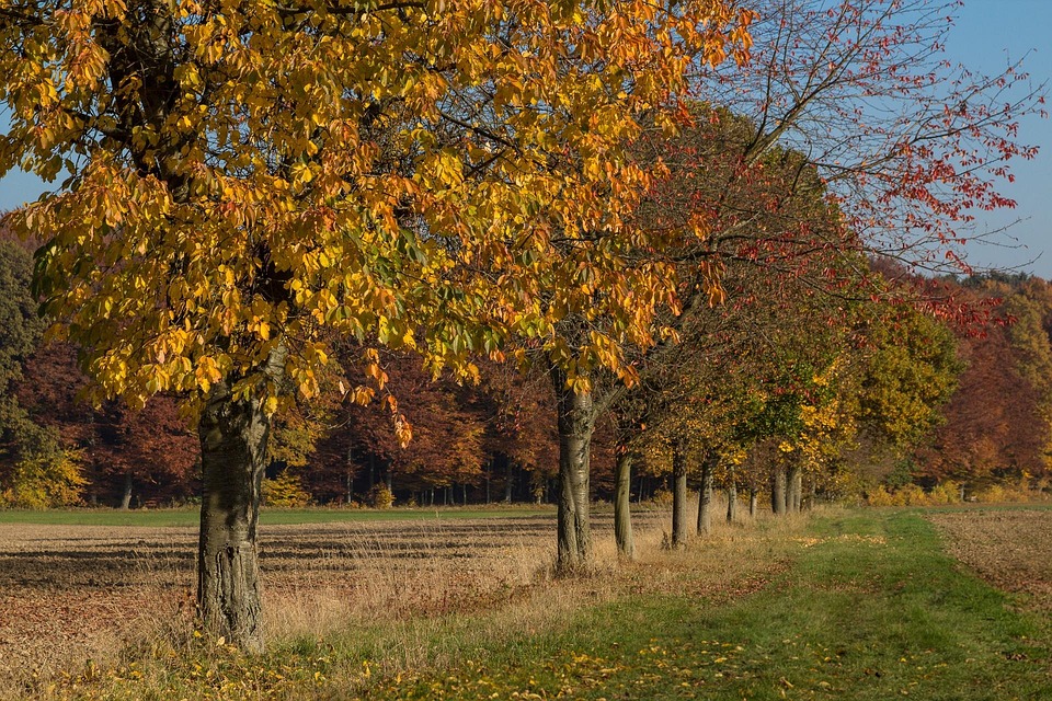 Fall Trees Leaves Autumn - Free photo on Pixabay - Pixabay