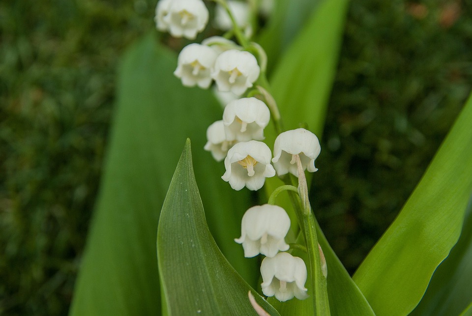 Maiglöckchen Glocken Blumen 1 - Kostenloses Foto auf Pixabay