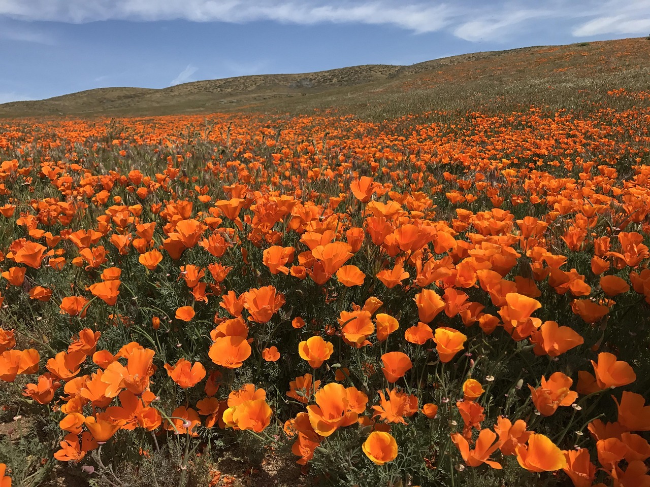 Campo De Amapolas Flores Bloom - Foto gratis en Pixabay - Pixabay