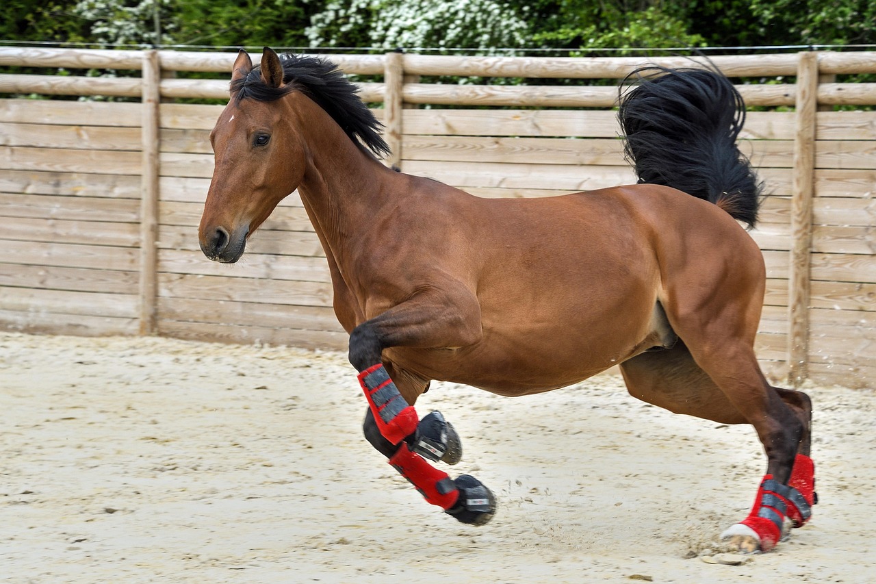 Horse Play To Run - Free photo on Pixabay - Pixabay