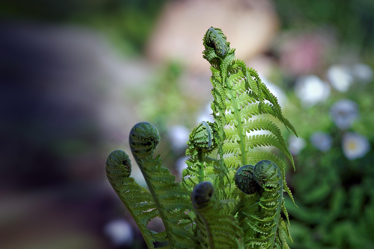 Le Printemps Plante Vert Les - Photo gratuite sur Pixabay - Pixabay