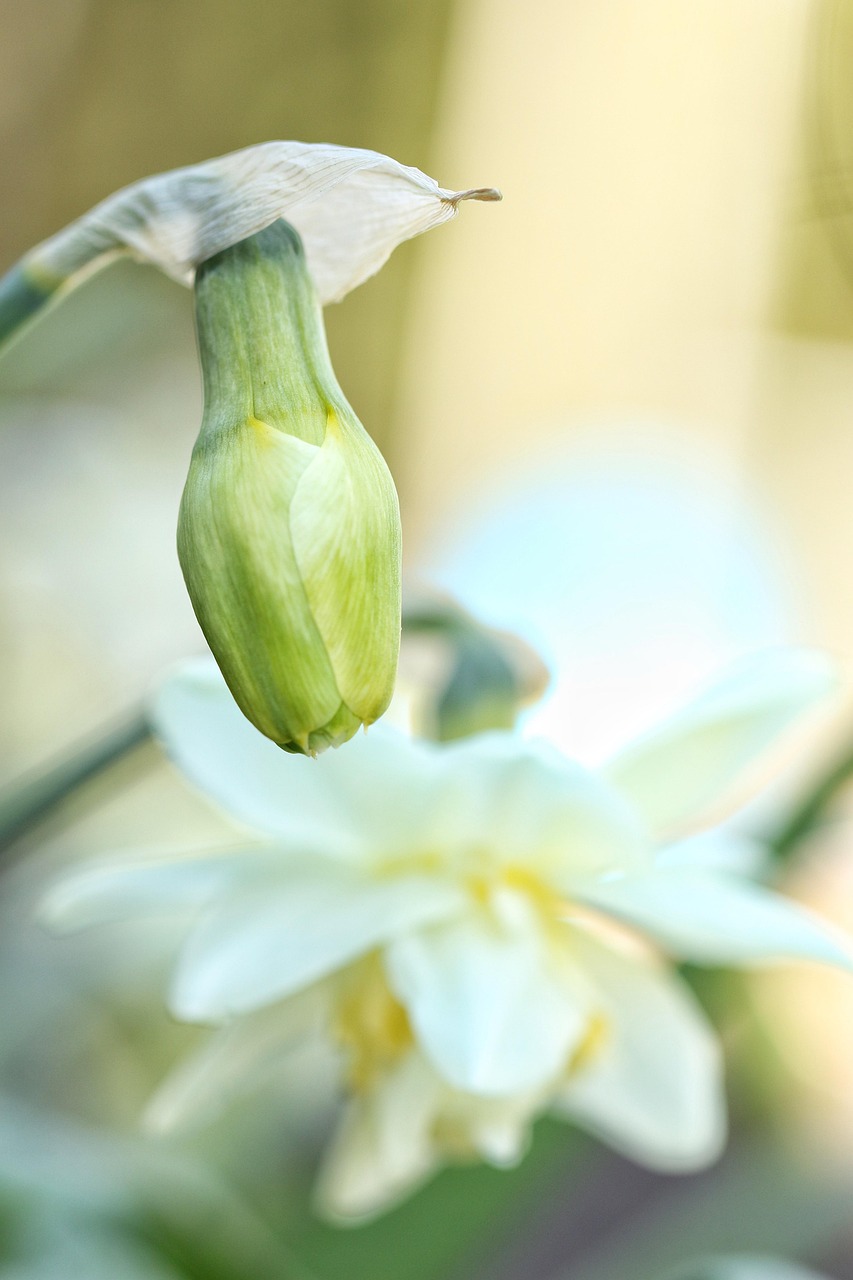 Flor Primavera Naturaleza Flores - Foto gratis en Pixabay - Pixabay