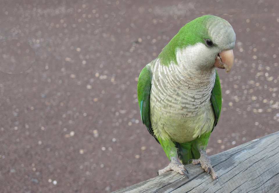 Periquito Monje Loro Pájaro - Foto gratis en Pixabay