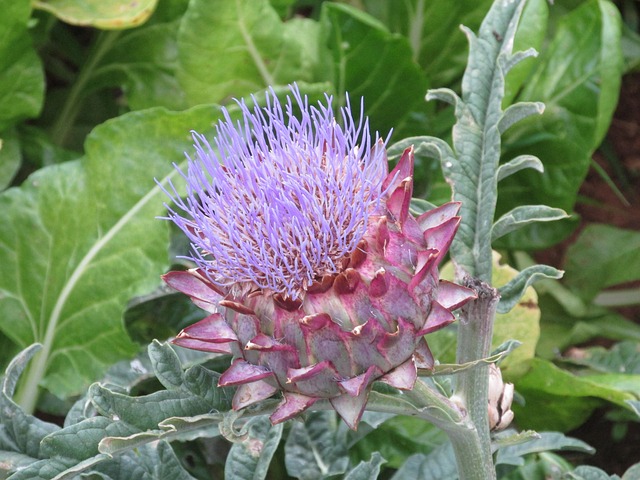 Fleur Mauve Vert - Photo gratuite sur Pixabay - Pixabay