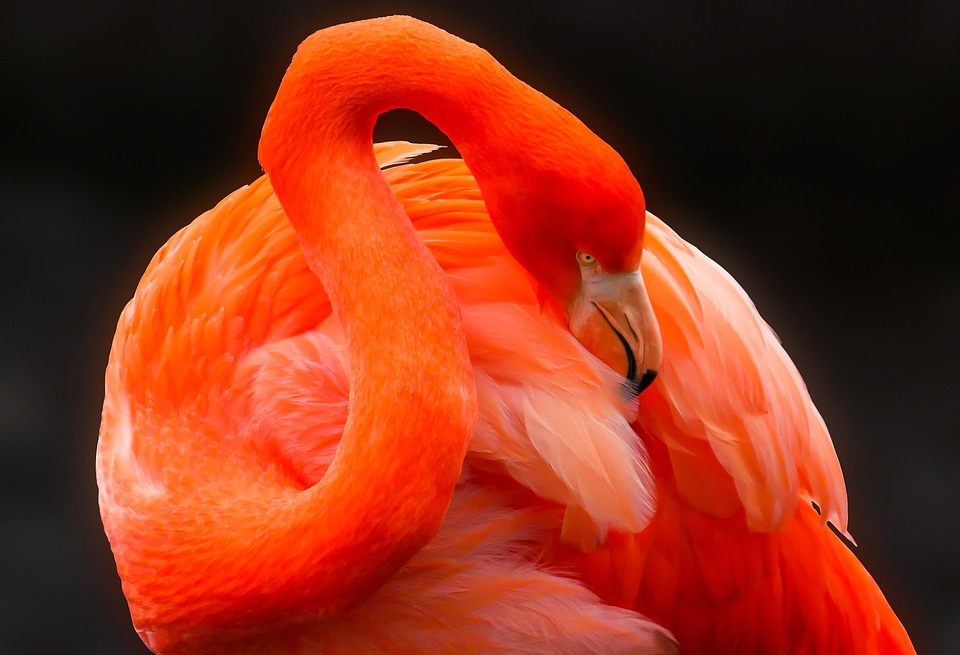 Animal Oiseau Flamant - Photo gratuite sur Pixabay - Pixabay