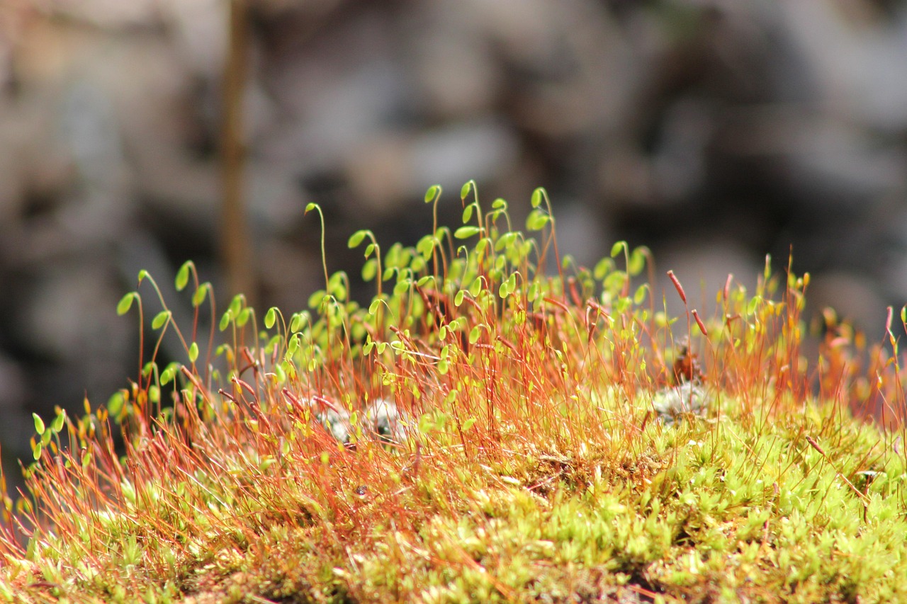 10,000+ Free New Life & Nature Images - Pixabay