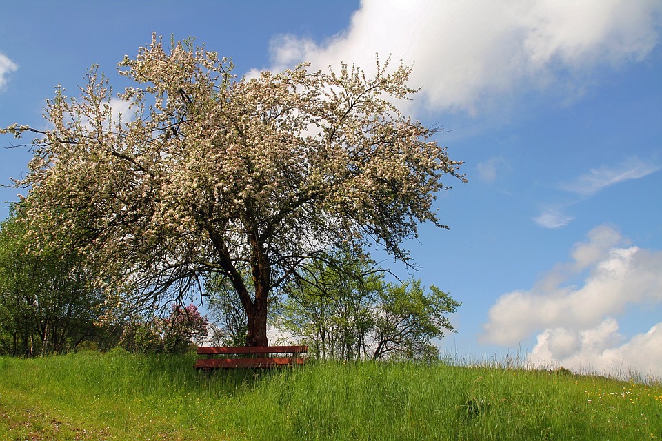 Bank Baum Natur Einsame - Kostenloses Foto auf Pixabay - Pixabay