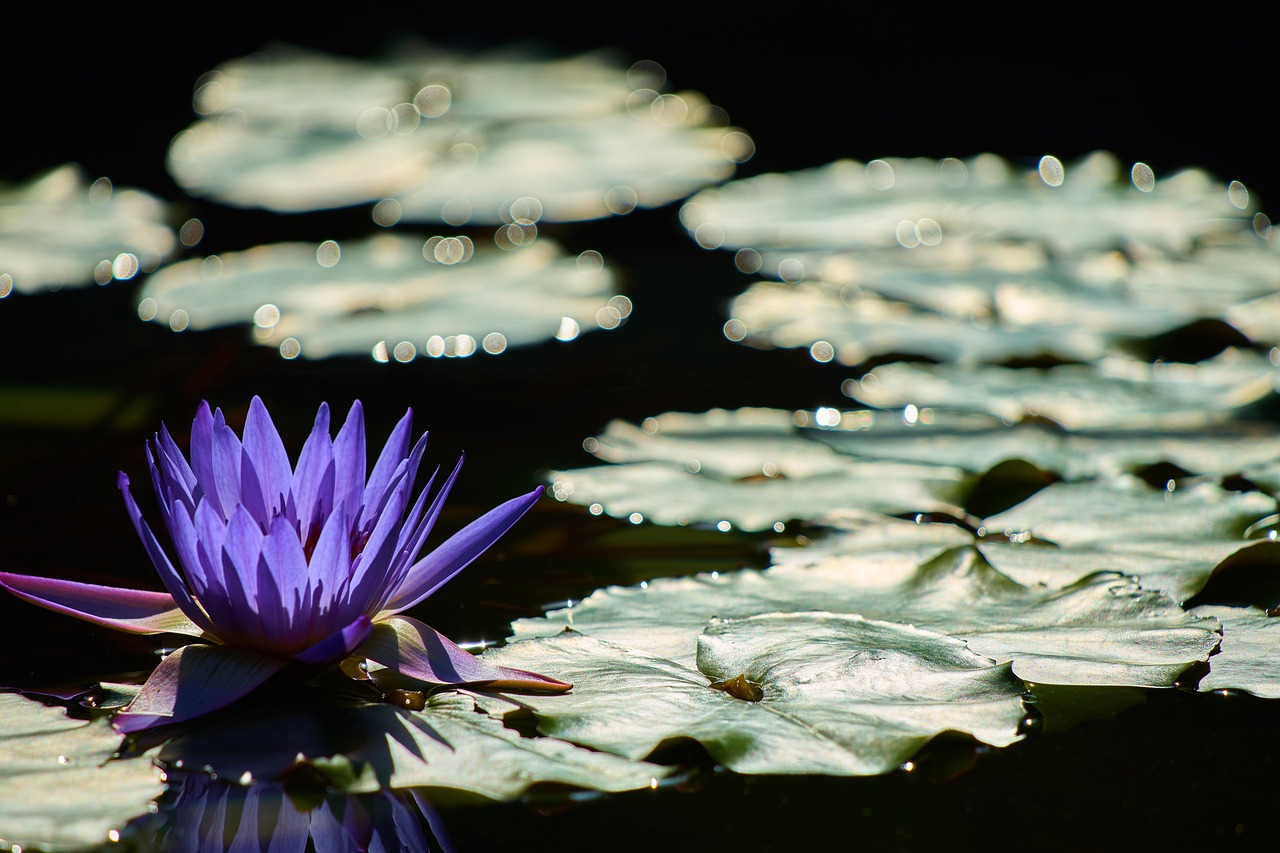 300,000+ Free Waterside Plants & Plant Images - Pixabay