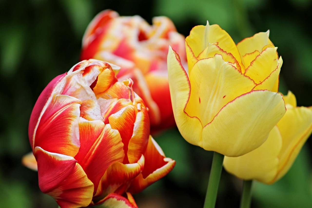 Flores De Tulipa Tulipas - Foto gratuita no Pixabay - Pixabay