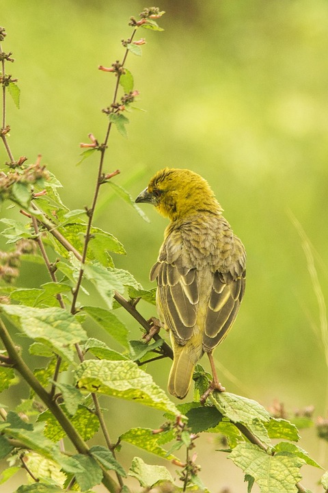 Nesting African Birds Nature - Free photo on Pixabay