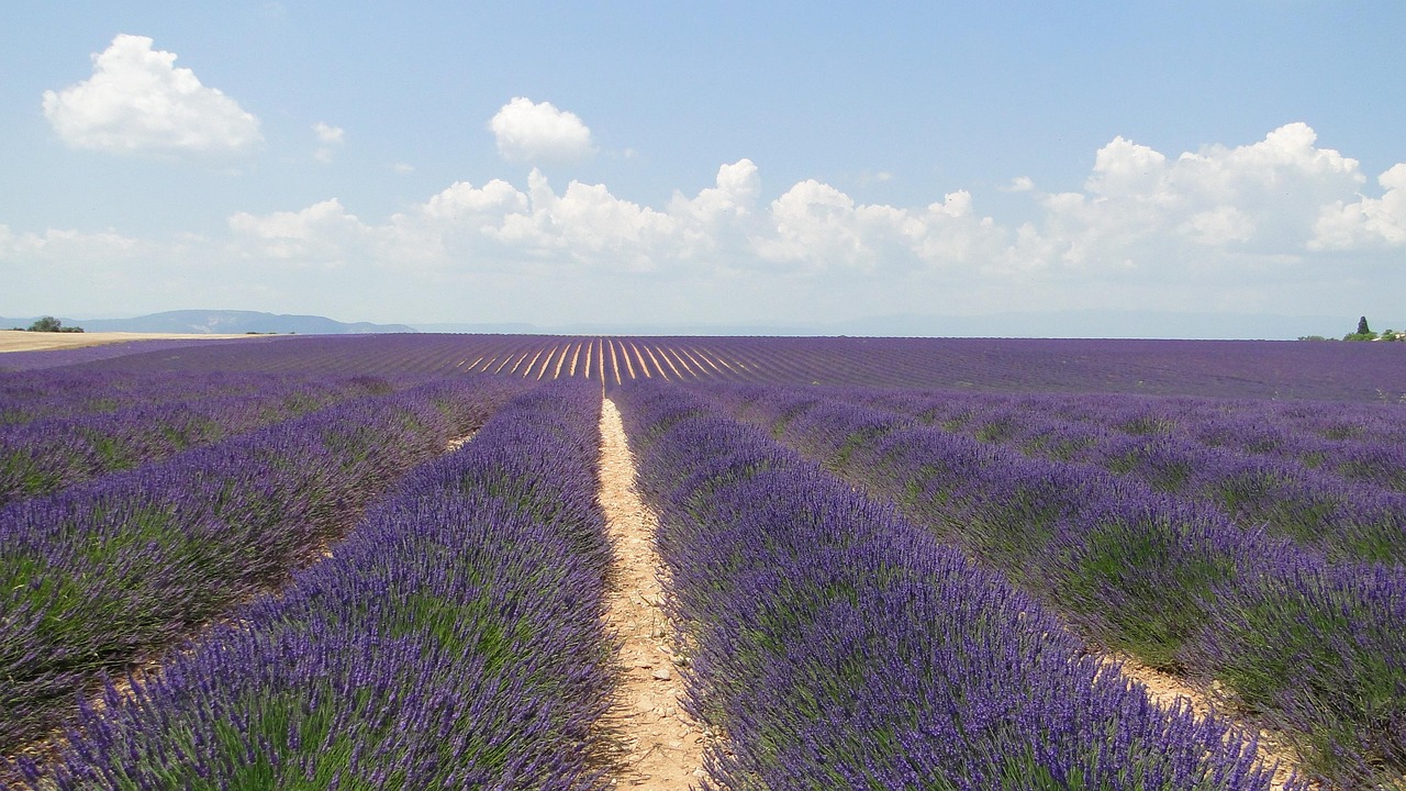 Lavende Flowers Lavender - Free photo on Pixabay