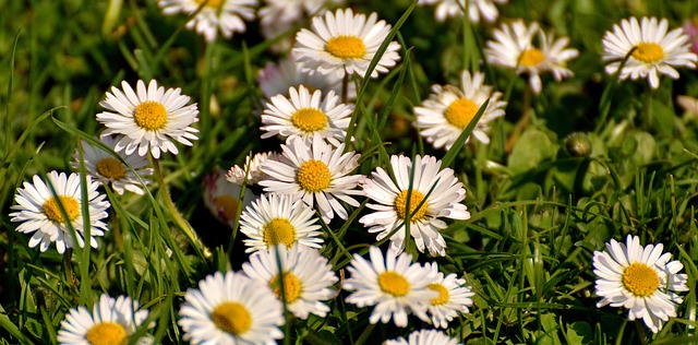 Bunga Aster Padang Rumput - Foto gratis di Pixabay - Pixabay