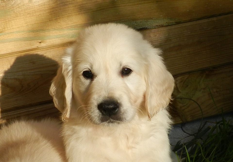 Puppy Dog Animal Golden - Free photo on Pixabay