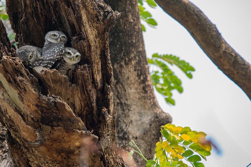 The Spotted Owlet Athene Brama - Free photo on Pixabay
