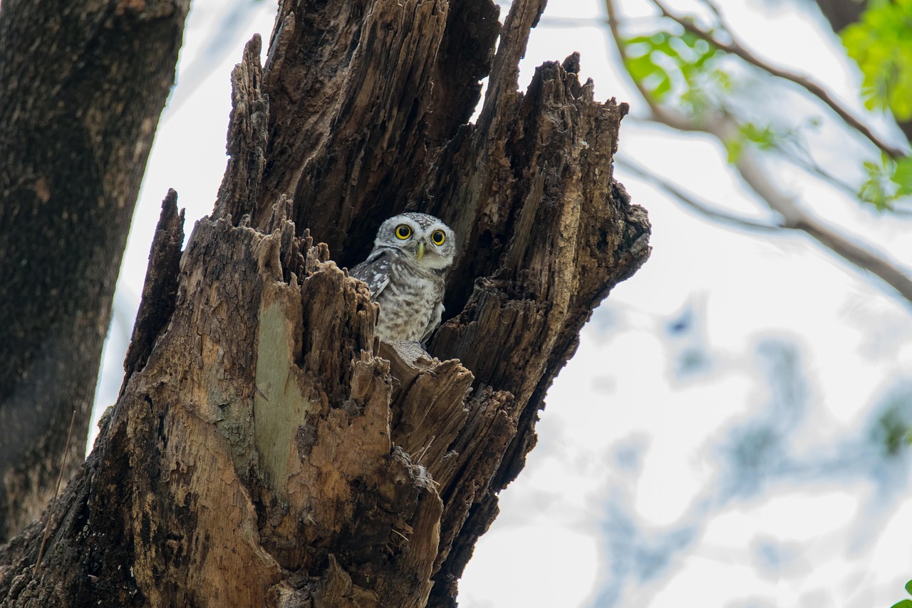 90+ Free Kurtis Owlet & Owl Images - Pixabay