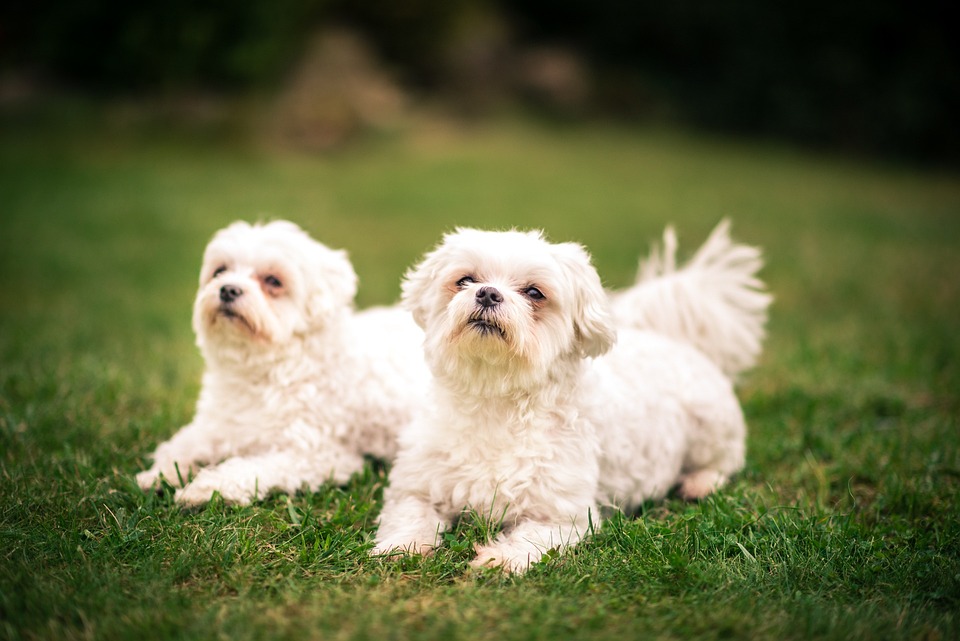 Friends Dogs Best - Free photo on Pixabay