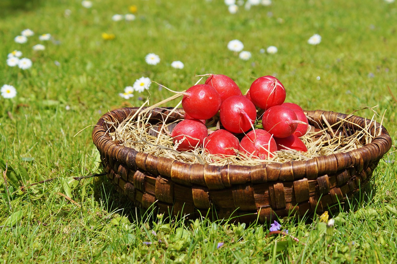 Rábano Verduras Comida - Foto gratis en Pixabay - Pixabay