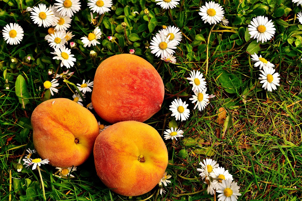 Peaches Fruit Cute - Free photo on Pixabay - Pixabay