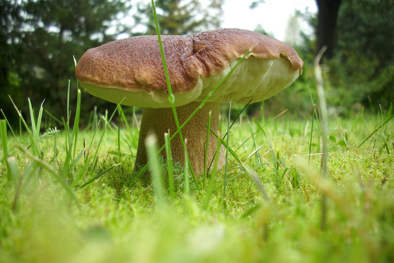 Mushroom Fall Meal - Free photo on Pixabay - Pixabay