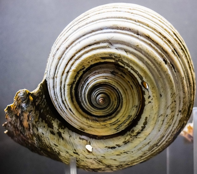 Coquille Nature Coquillage - Photo gratuite sur Pixabay - Pixabay
