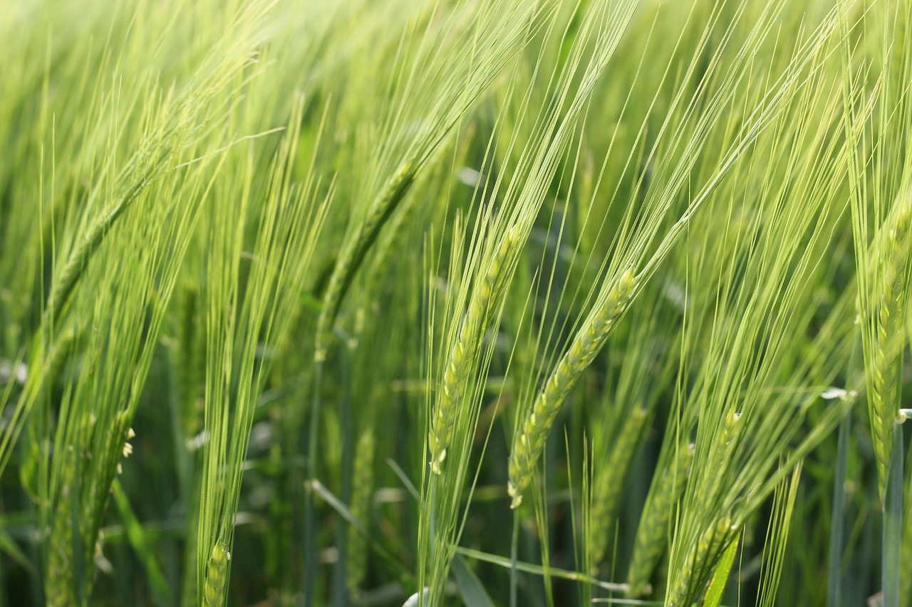 Agricultura El Verde De Cebada - Foto gratis en Pixabay - Pixabay