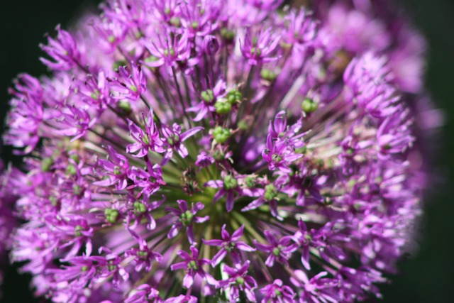 Fleur Mauve Toile De Fond Fleurs - Photo gratuite sur Pixabay - Pixabay