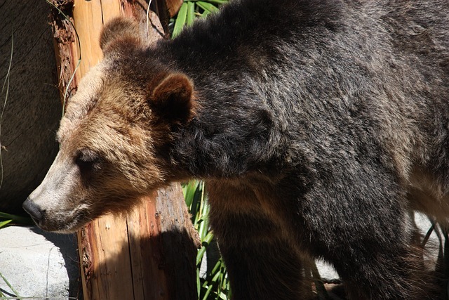 Animal Wildlife Zoo - Free photo on Pixabay