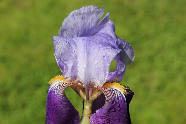 Iris Planta Flor Azul - Foto gratis en Pixabay - Pixabay